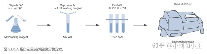 零基础SCI实验篇（22）western blot如何内参跑齐 - 知乎