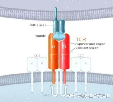 肿瘤免疫治疗，CAR-T疗法与TCR-T疗法的区别 - 知乎