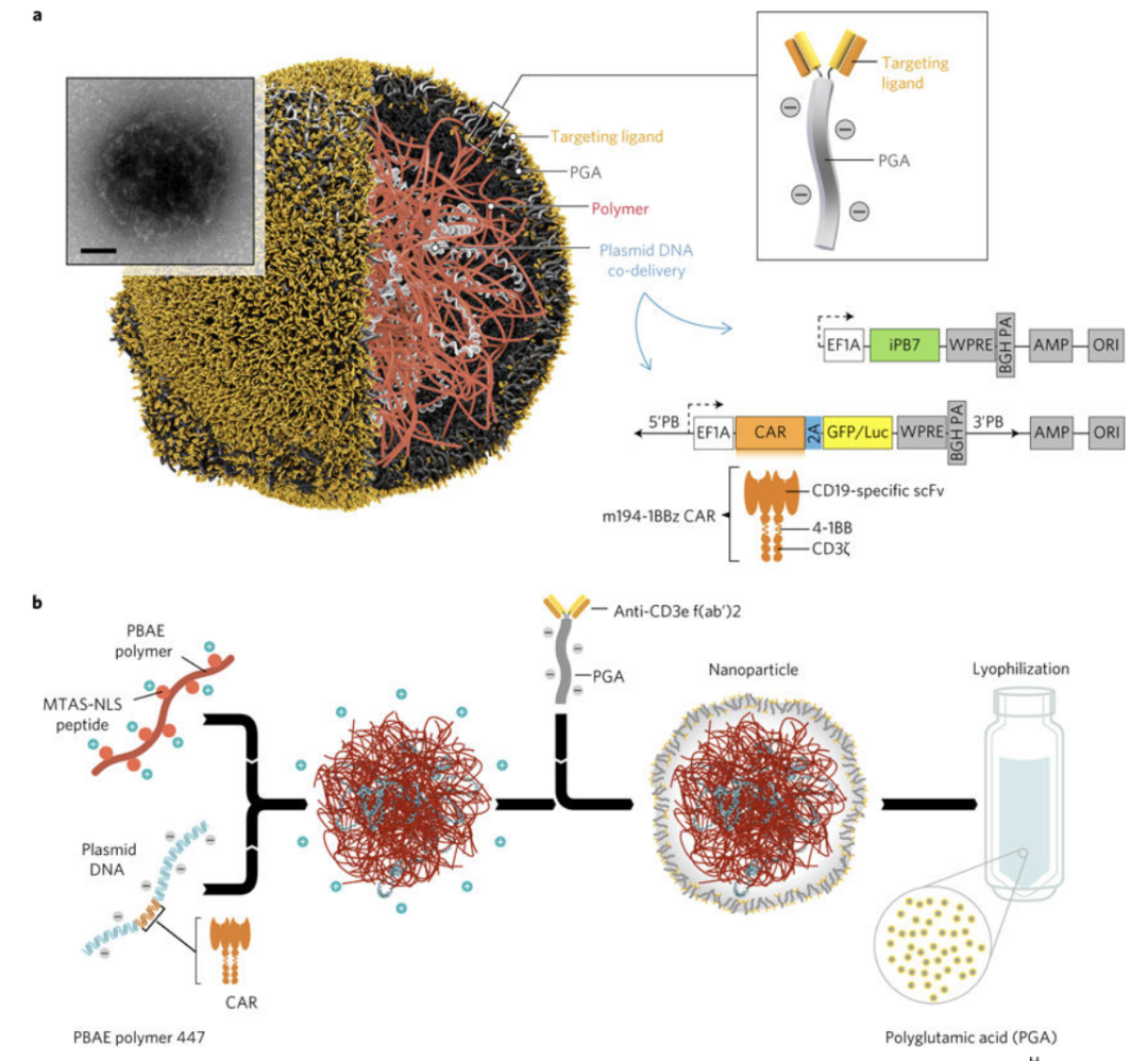 既可独自美丽，也可团队合作的CD3 - 知乎