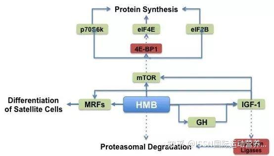 ISSN立场：有证据证明有效性的增肌成分—HMB - 知乎