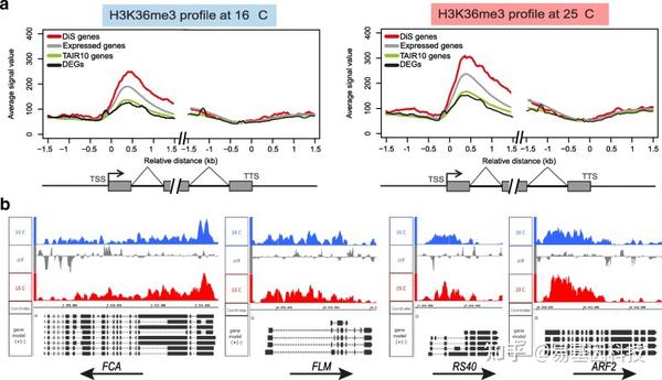 易基因｜植物育种：ChIP-seq(组蛋白)揭示H3K36me修饰影响温度诱导的植物可变剪接和开花 - 知乎