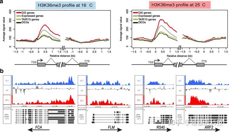 易基因｜植物育种：ChIP-seq(组蛋白)揭示H3K36me修饰影响温度诱导的植物可变剪接和开花 - 知乎