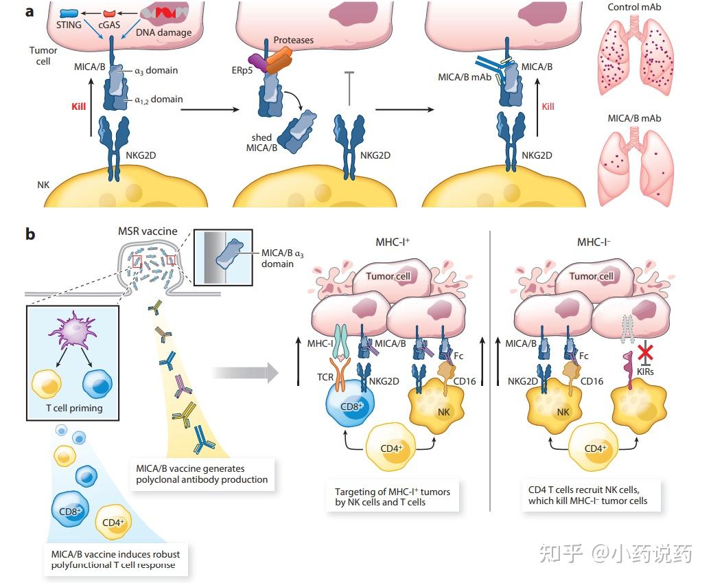 设计基于T细胞和NK细胞协同作用的癌症免疫疗法 - 知乎