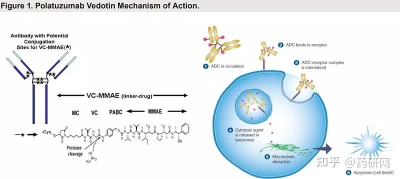 CD79b: B细胞信号传导与疾病治疗的核心密码 - 知乎