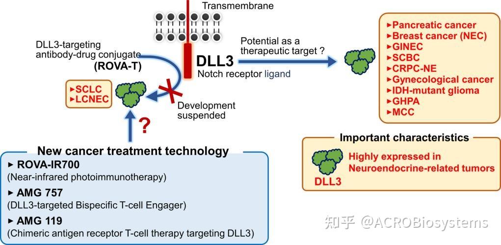 【最强组合】肺癌治疗热门靶点——DLL3 & Notch - 知乎