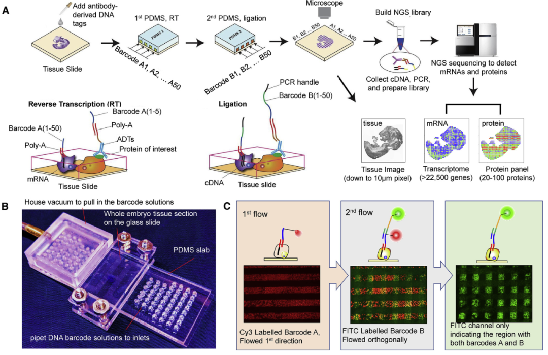 Cell | 高空间分辨率的微流控空间组学DBiT-seq - 知乎