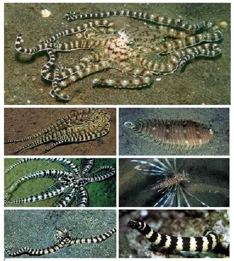 October和Octopus有什么关系？（作者：暮晖熠熠） - 知乎