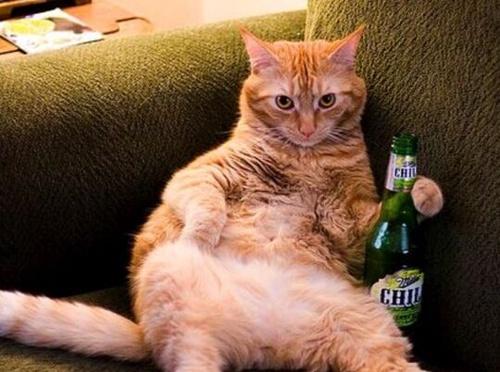 给猫喝酒会怎样:给猫喝酒会有什么反应 知乎