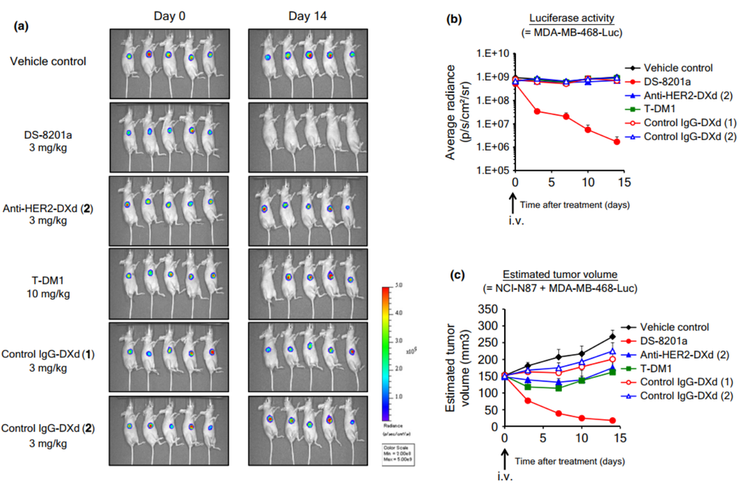 干货！“魔法子弹”——ADC药物的临床前药效评估 - 知乎
