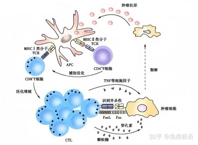 什么是CTL细胞？ - 知乎