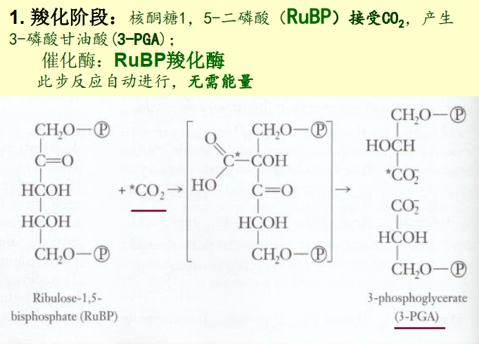 生物专业英语词根词缀|光合作用专题整理|含名词解释(二) - 知乎