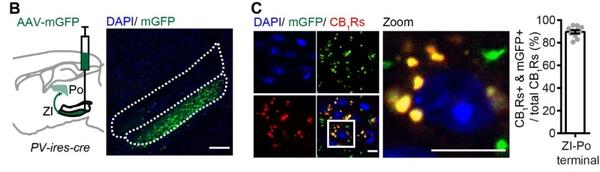 【客户文章】《Neuron》| 浙江大学医学院李晓明组发现大麻类物质镇痛的中枢新机制 - 知乎