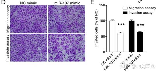 Transwell实验---从入门了解到SCI写作 | 斯博利康-细胞生物学液体试剂专家