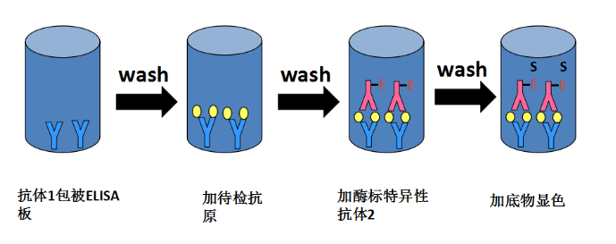 ELISA常见类型介绍 - 知乎