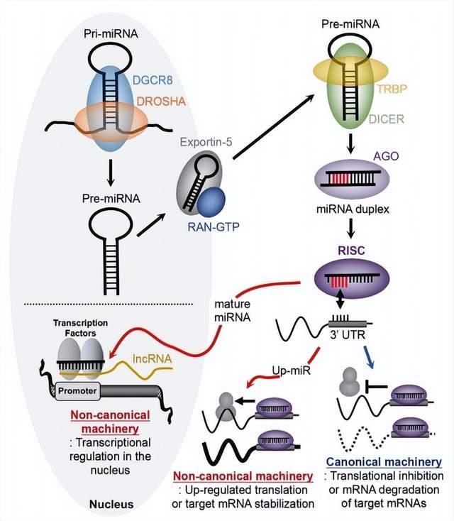 MicroRNA：癌症诊断和治疗策略的临床试验趋势 - 知乎