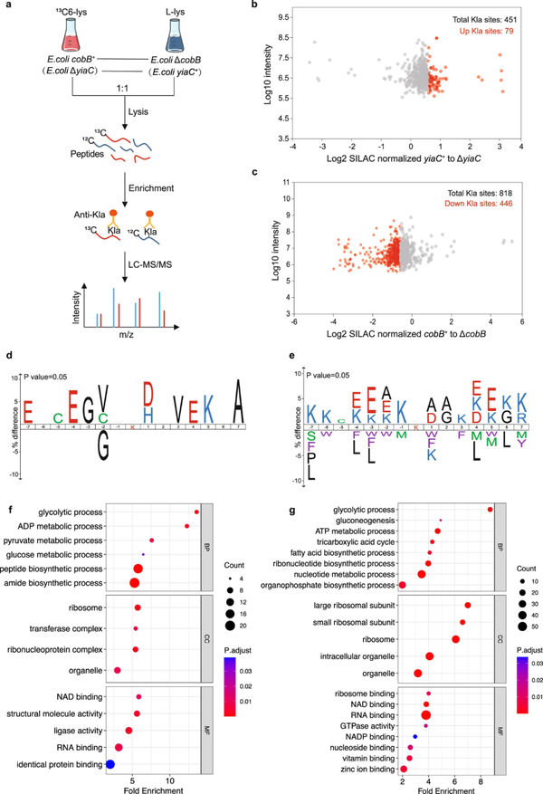Nat Comm | 张锴/许丽艳团队首次报道原核生物中乳酸化修饰调控因子 - 知乎