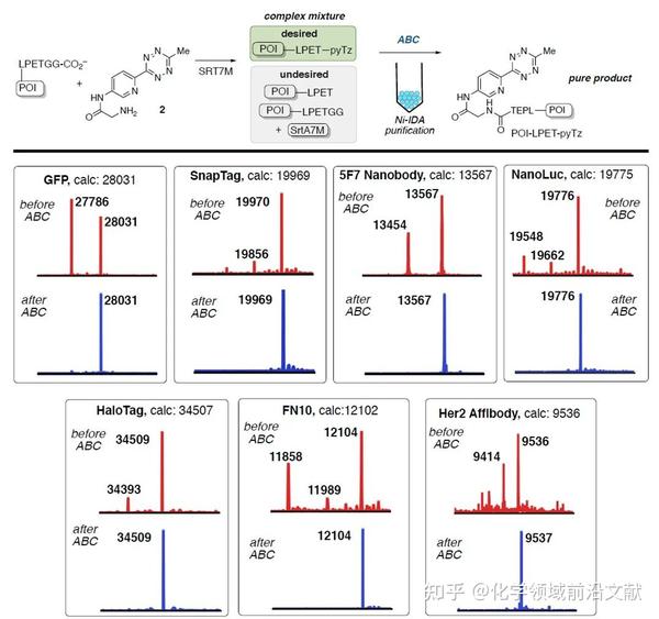 Angew：四嗪亲和生物正交化学标签ABC-Tag及其应用 - 知乎