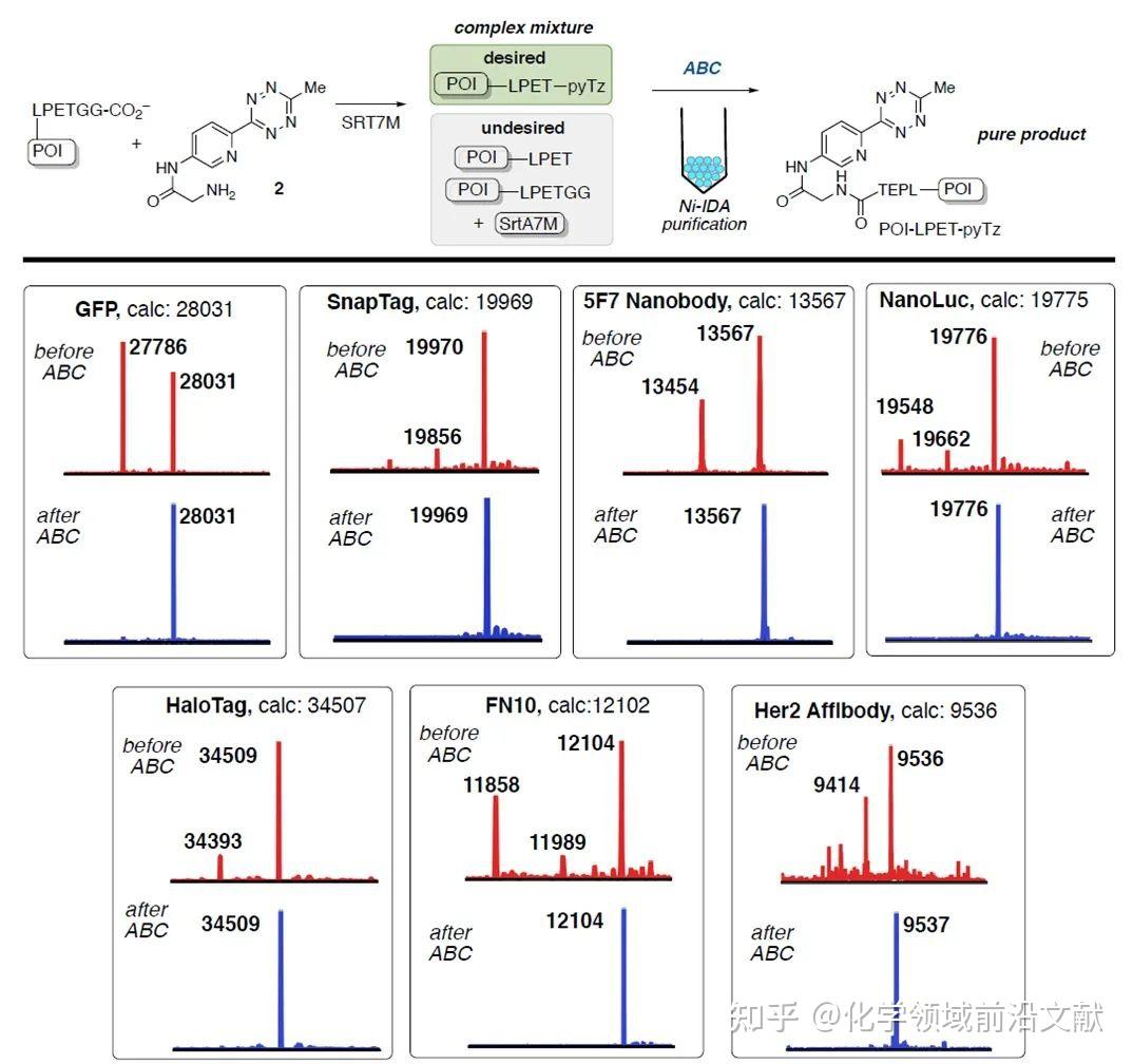 Scinto&Fox组Angew：四嗪亲和生物正交化学标签ABC-Tag及其应用 - 知乎