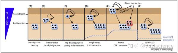 巨噬细胞与CSF-1/CSF-1R通路相关知识 - 知乎