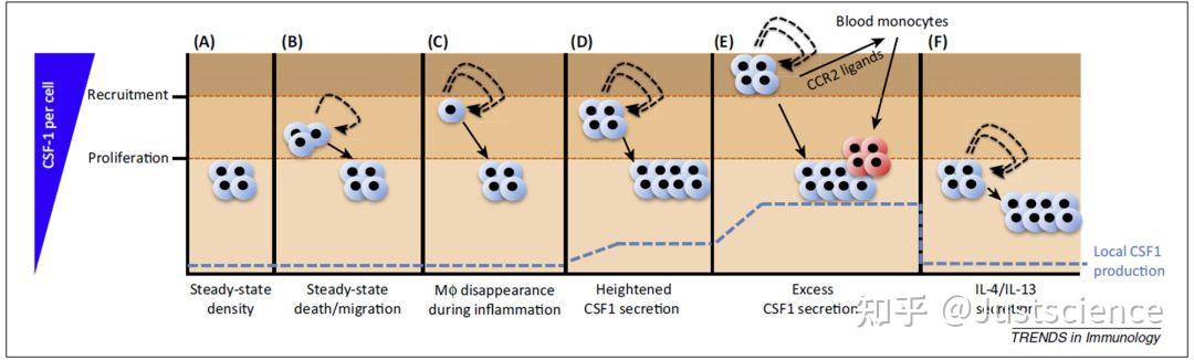 巨噬细胞与CSF-1/CSF-1R通路相关知识 - 知乎