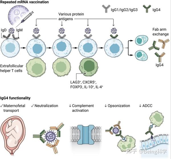 探究 | mRNA疫苗诱导的IgG4抗体究竟是好还是坏？ - 知乎