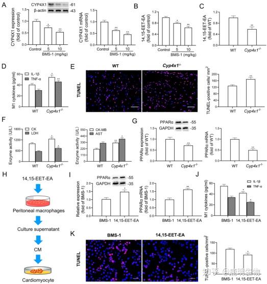 普氏菌在结肠巨噬细胞中产生丁酸缓解PD-1/PD-L1引起的心脏毒性 - 知乎
