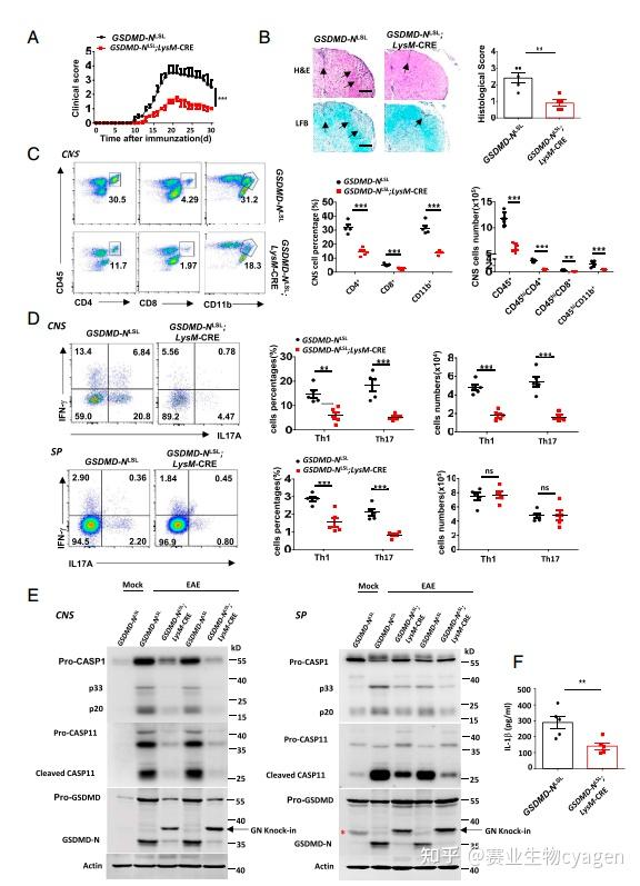 焦亡效应分子GSDMD负反馈调控炎症小体激活新机制 - 知乎