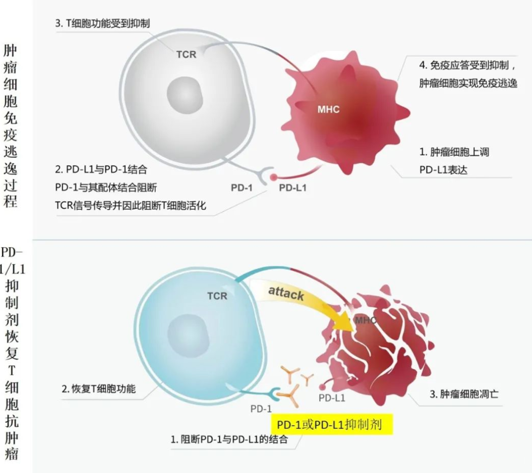 口服PD-L1抑制剂:PD1/PD-L1赛道的破局黑马 - 知乎