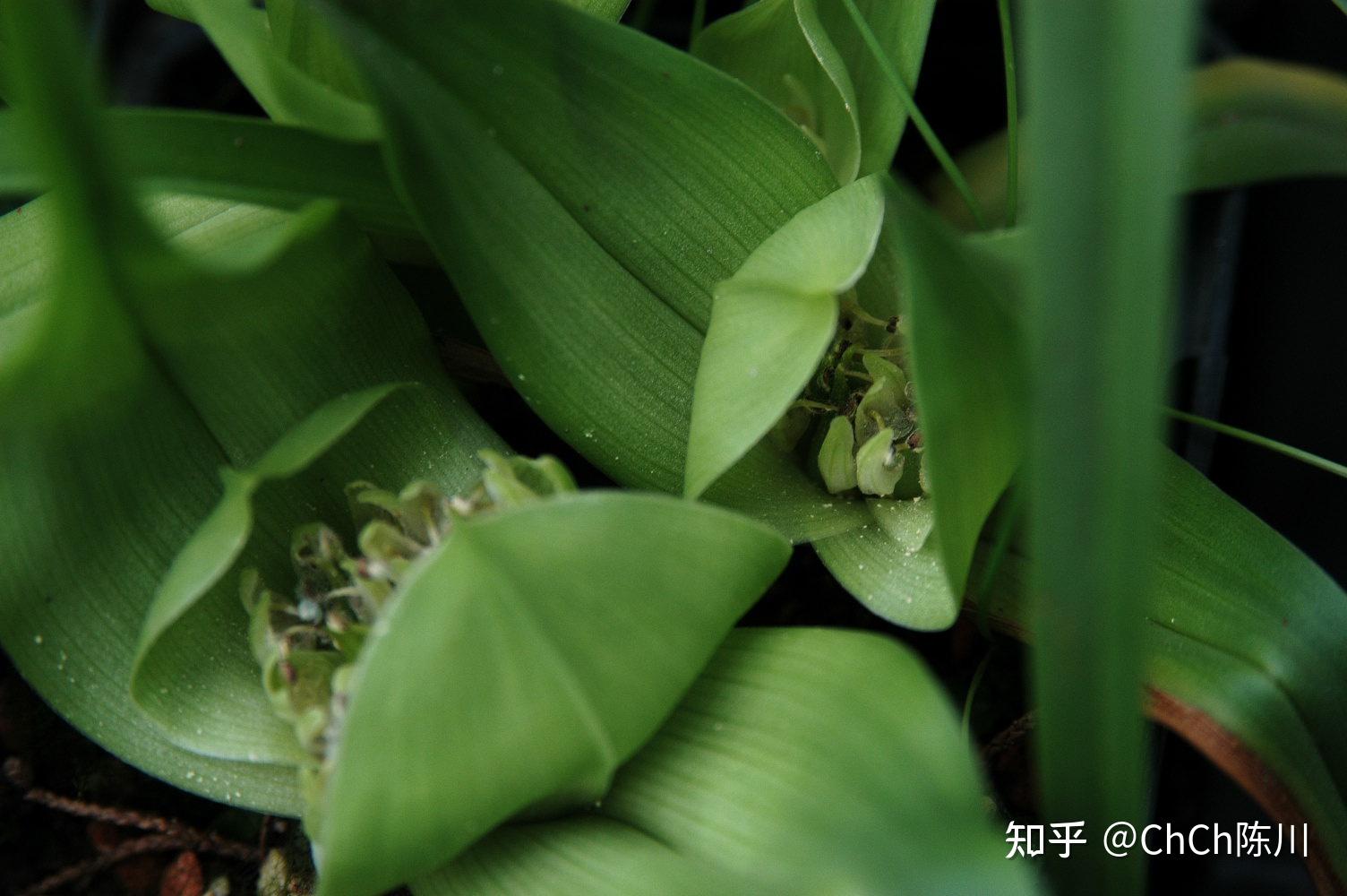 多肉植物全图鉴17：秋水仙科（Colchicaceae），秋水仙属（Colchicum） 原始种A-H - 知乎