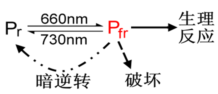 植物学期末复习植物生理部分（光合不全） - 知乎
