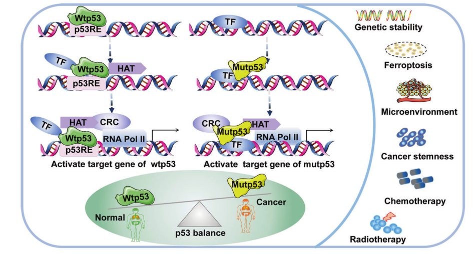 肿瘤中的突变型p53：从分子机制到治疗策略 - 知乎