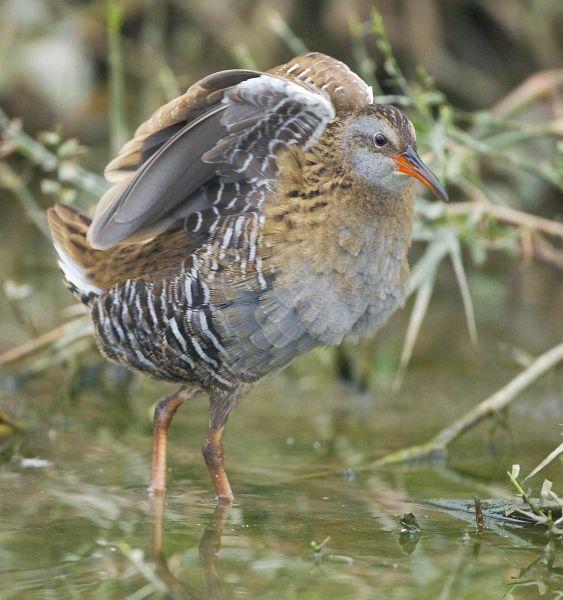 Rallus indicus & Rallus aquaticus - 知乎