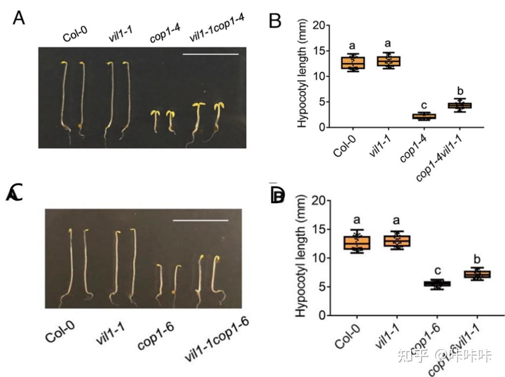 文献解读——COP1调控光依赖的染色体重塑 - 知乎