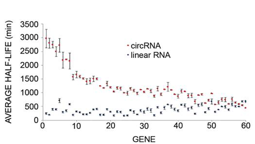 【耀文解读】环状RNA篇|深度解读构建circRNA稳定高效蛋白表达策略 - 知乎