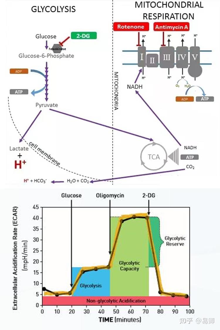 一文读懂！Seahorse数据统计分析——OCR、ECAR - 知乎