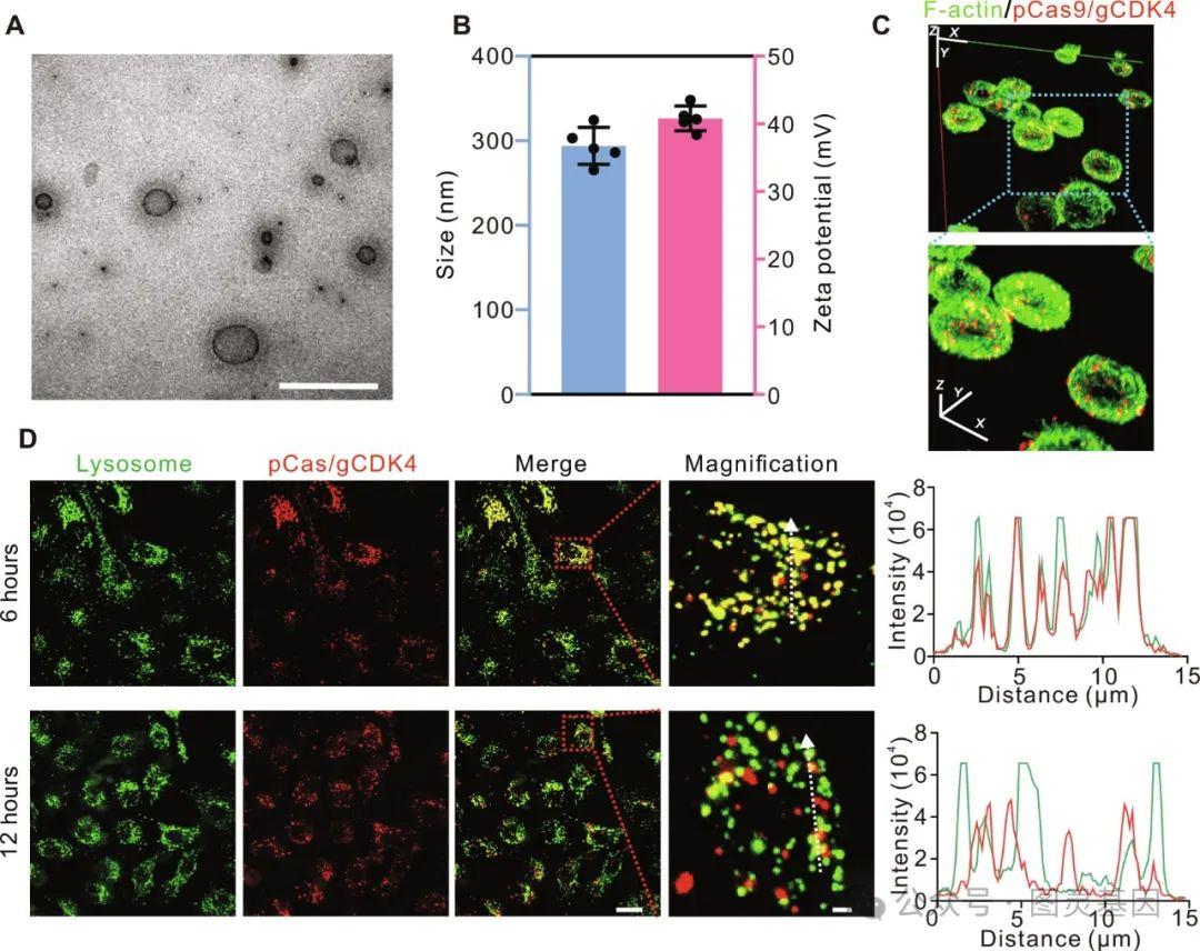 Sci Adv | 浙江大学开发CRISPR-Cas9利用冻死的肿瘤细胞靶向肺癌 - 知乎