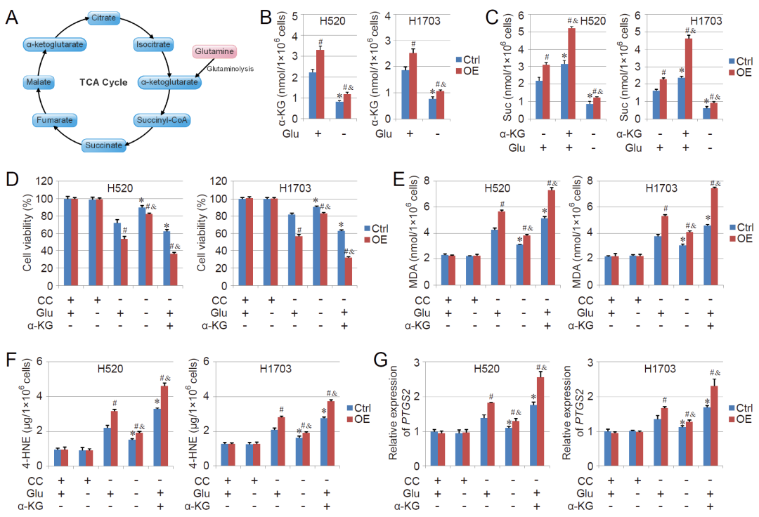 Cell Death Dis︱刘朋飞团队合作发现COX7A1通过调节线粒体代谢增强人NSCLC细胞对胱氨酸缺失诱导的铁死亡敏感性 - 知乎