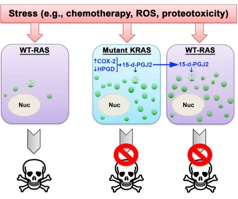 助力Kras，p53癌基因研究，“药"更近一步！ - 知乎