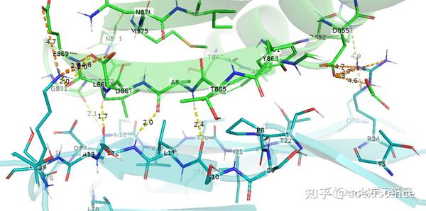 Pymol自动显示蛋白-蛋白相互作用 - 知乎