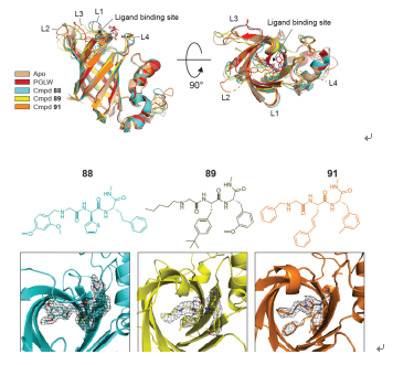 DELopen文献解读| CTLH E3 ligase亚基GID4小分子配体发现之旅 - 知乎