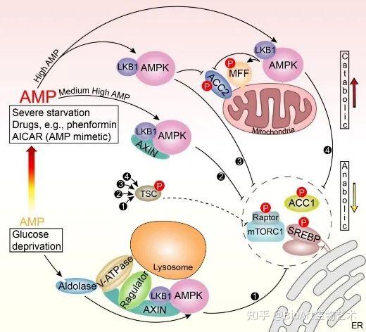 “健康又长寿！”林圣彩团队开发新型效仿辟谷作用之AMPK激活剂 - 知乎