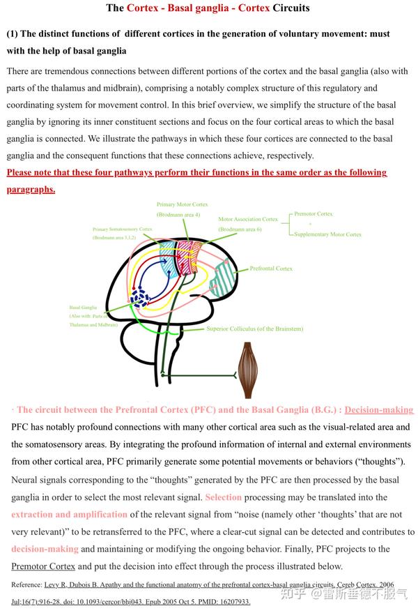 Notes of Neurobiology - The Cortex-Basal ganglia-Cortex Circuit 神经生物学笔记 ...