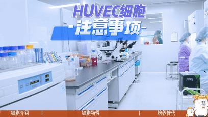 HUV-EC-C（HUVEC）细胞培养，人脐静脉内皮细胞培养攻略 - 知乎