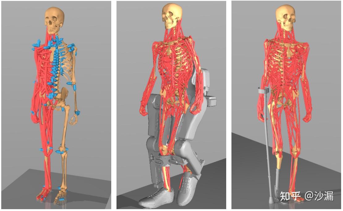 【20250114】清华大学发布人体全身肌骨模型，使用分层低维表示对人体全身肌骨系统和运动控制过程进行建模 - 知乎