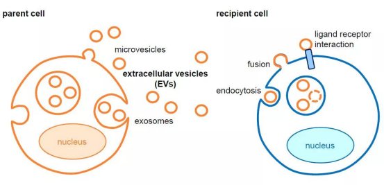 外泌体最全解读 - 知乎