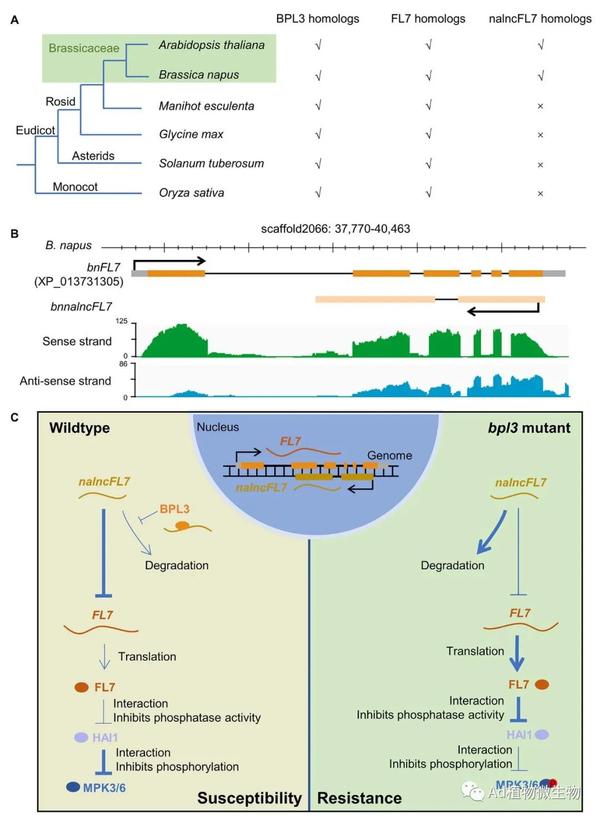 Plant Cell | 南京农业大学研究揭示RNA结合蛋白调节植物免疫的机制！ - 知乎