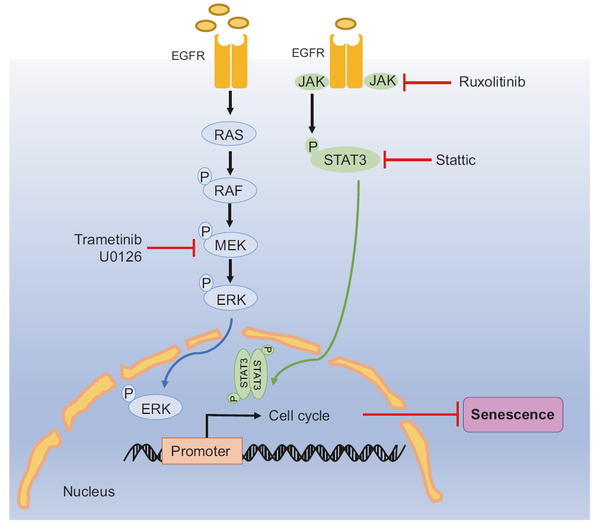 Cell Death Dis︱李恩民/许丽艳课题组发现阻断STAT3信号通路可增强MEK抑制剂在食管鳞癌治疗的有效性 - 知乎