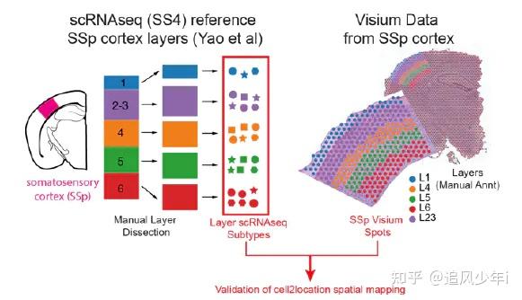 10X空间转录组重点分析合集 - 知乎