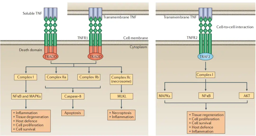 衰老小课堂—SASP和细胞衰老 - 知乎