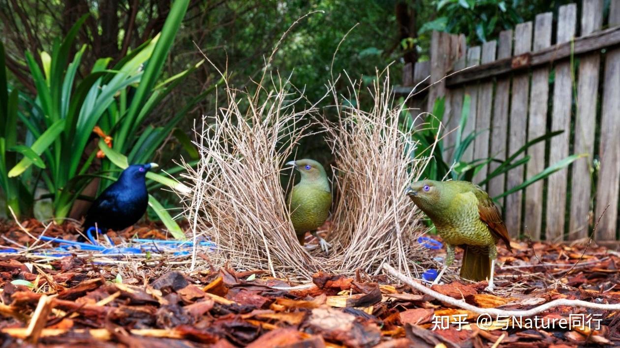 园丁鸟：鸟类世界的“小偷”建筑师 - 知乎